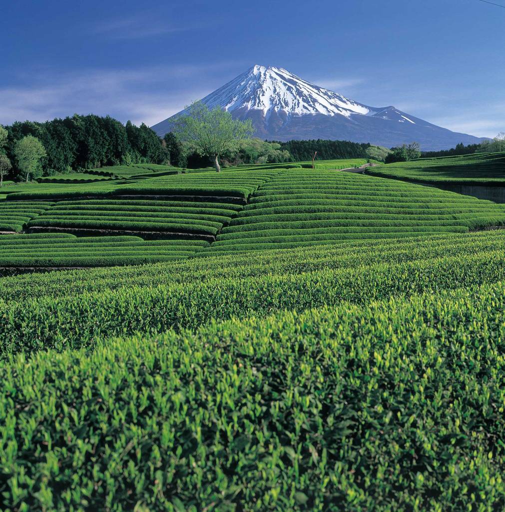 Discover the Japanese Green Tea paradise in the shadow of Mt. Fuji ...
