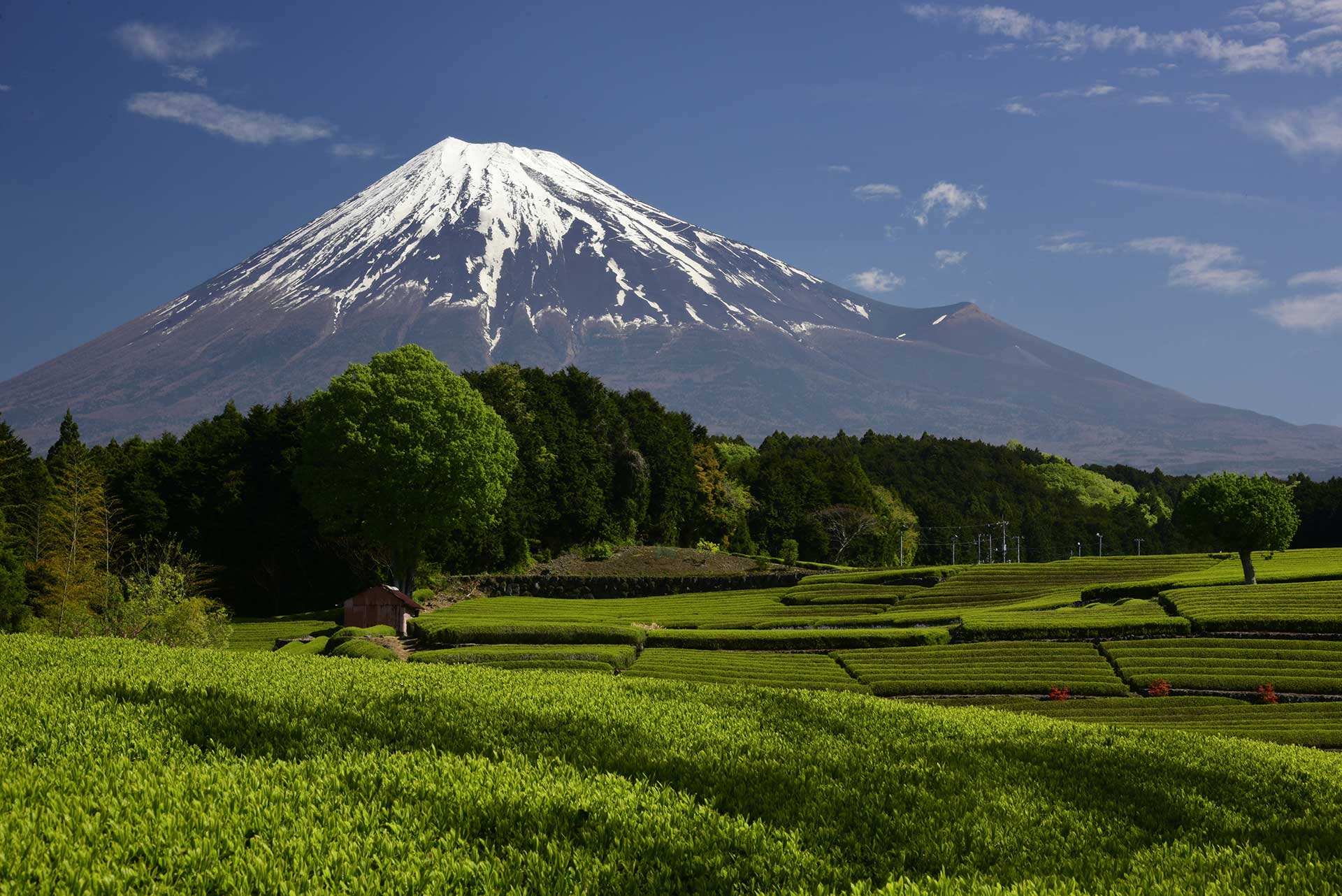 Discover the Japanese Green Tea paradise in the shadow of Mt. Fuji ...