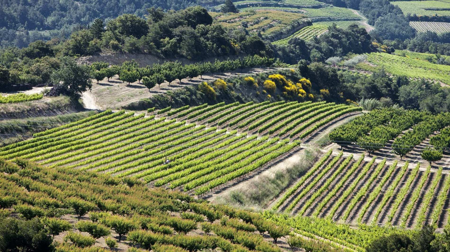 Best Côtes du Rhône wine picks and food pairings to celebrate Bastille ...