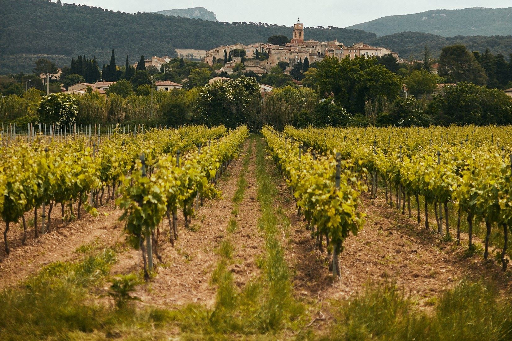 Best Côtes du Rhône wine picks and food pairings to celebrate Bastille ...